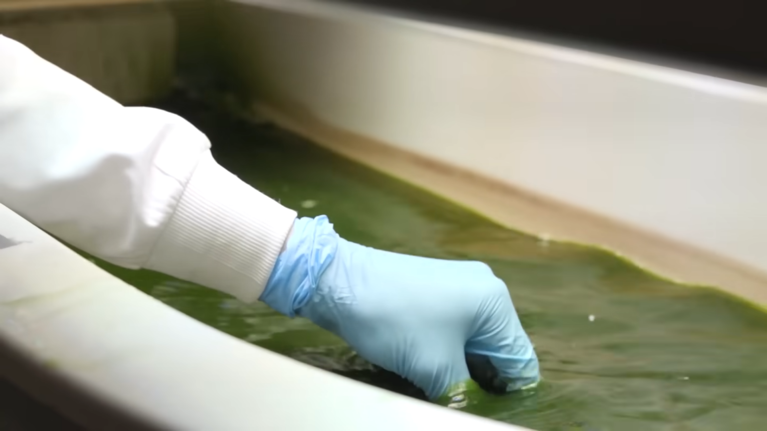 14 Eco-Friendly Products Made from Coconut Husk - Green Terra Firma